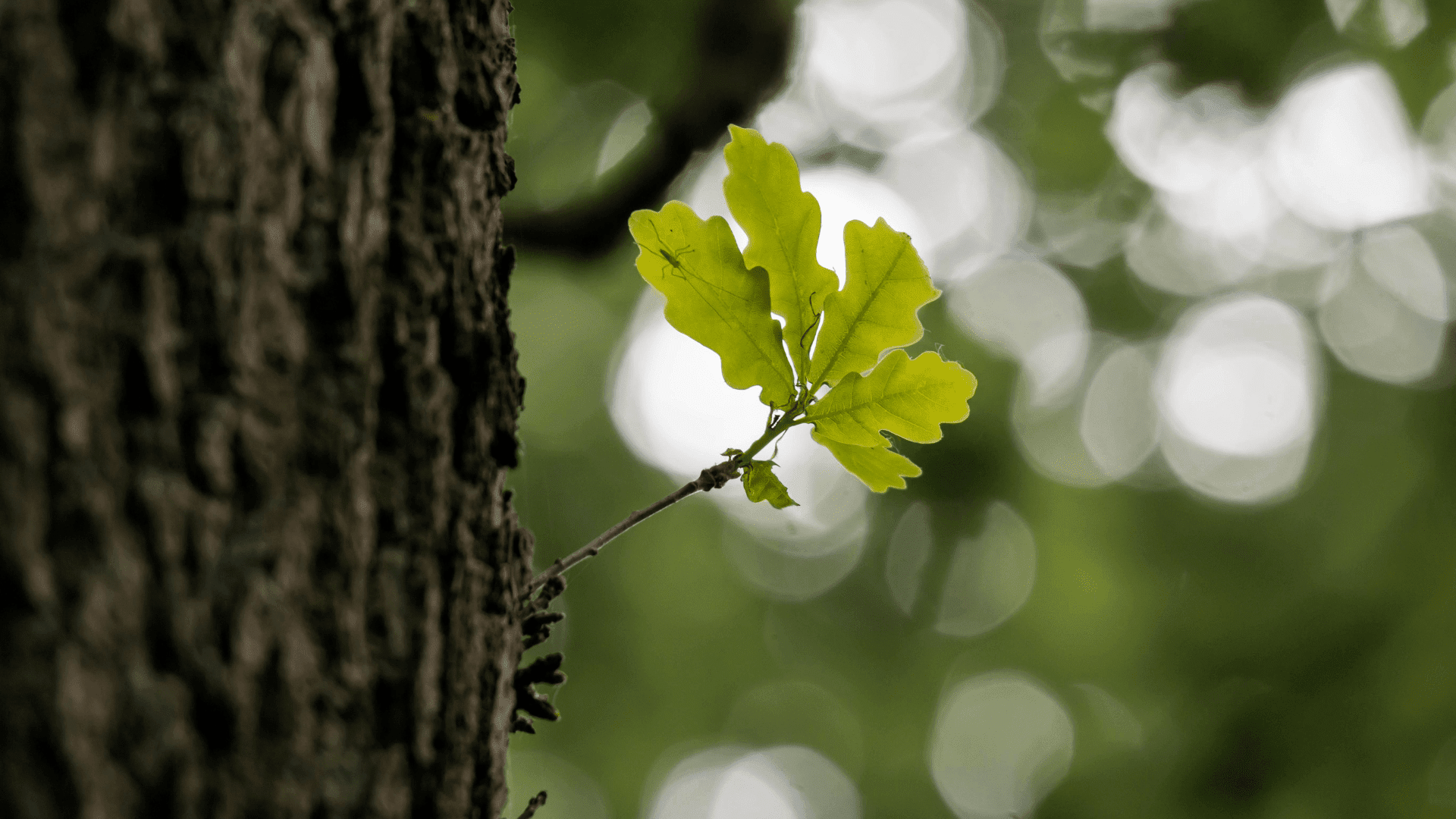 Conseils & Astuces Poêles à Granulés & Poêles à Bois | Brisach PDL